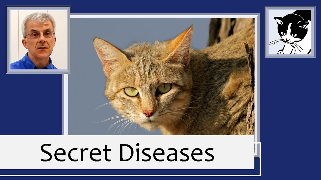 Cat Health Secret Diseases 2015 Cat Diabetes Cat Care Cat Health Secret Diseases 2015 Cat Diabetes Cat Care